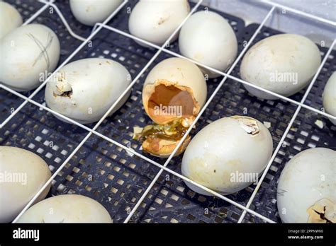 Goose Eggs In An Incubator Goose Egg Incubation The Process Of Hatching From Goose Eggs In The