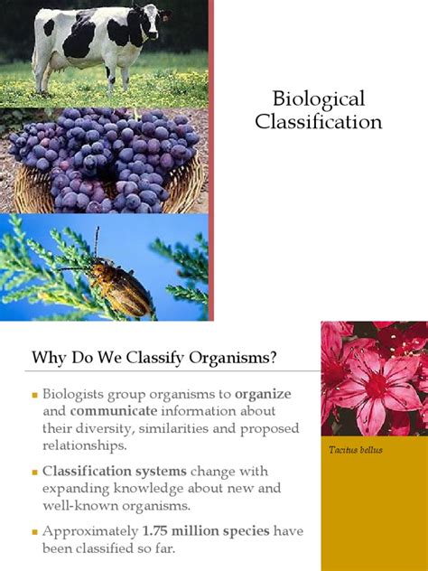 Classification Lecture Hb Pdf Taxonomy Biology Species