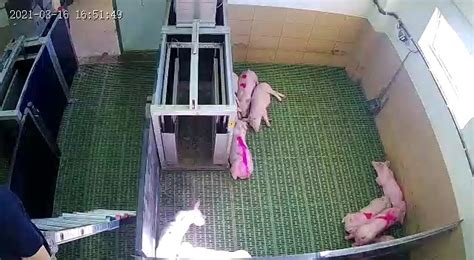 Instance Segmentation Instance Segmentation Dataset And Pre Trained