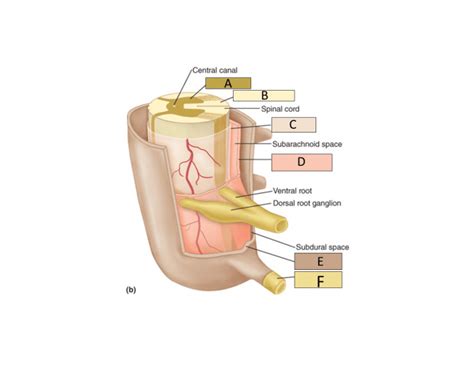 Spinal Layers Anatomy Quiz