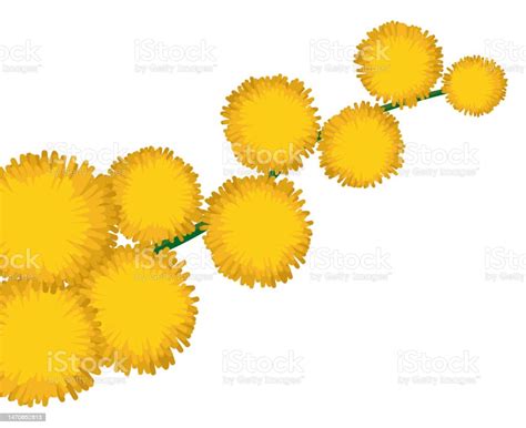 피는 미모사 꽃으로 장식 된 녹색 가지 벡터 일러스트 레이 션 0명에 대한 스톡 벡터 아트 및 기타 이미지 0명 3월 가지 식물 부위 Istock