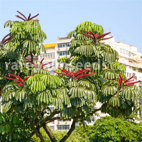 Schefflera Actinophylla