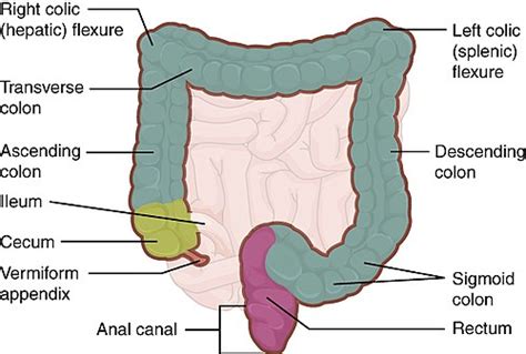 Colic Flexures Wikipedia