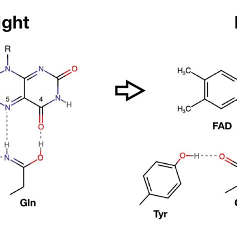 Light And Dark State Structures Of The Tyr Gln Fad Hydrogen Bond
