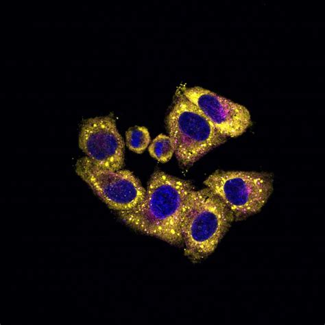 Elife Sciences Publications Ltd On Linkedin Finding Pura