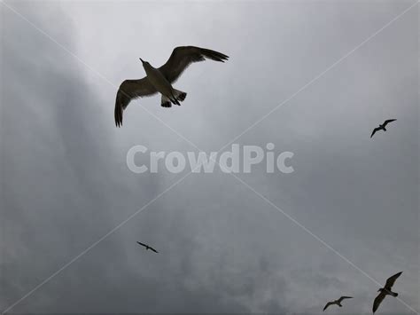 갈매기 Seagull 새 하늘 비행 사진이미지일러스트캘리그라피 머글작가