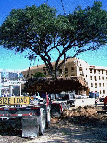 Tree Relocation Elizabeth McGreevy