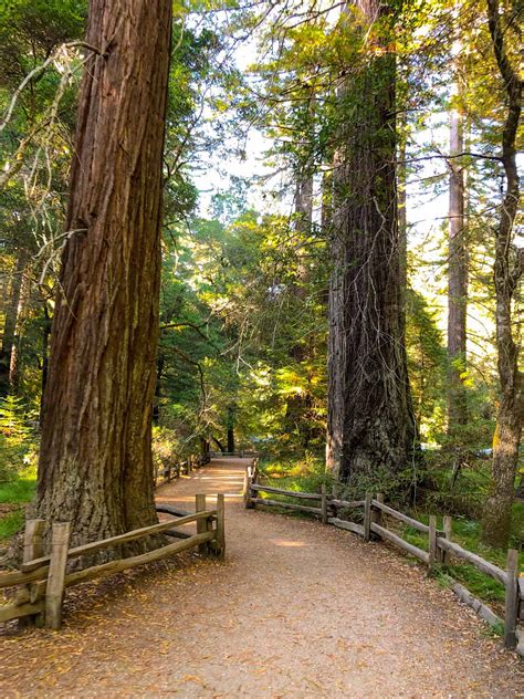 Big Basin Redwoods State Park Roadside Secrets
