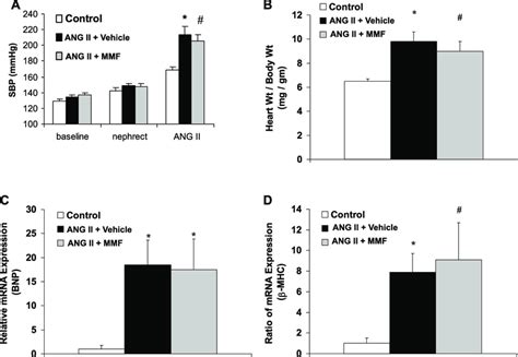 Immunosuppression With Mycophenolate Mofetil Mmf During Ang Ii