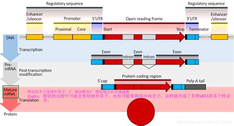 omics精进07 转录组之mrna mirna lncrna circrna测序简介 pythonic生物人的博客 csdn博客