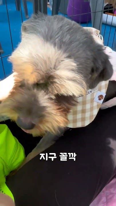 마포센터 입양문의 02 2124 2839 서울시 유기견 유기견입양 강아지 강아지일상 입양하세요 반려견 유기견입양센터사랑자원봉사성동구놀다가개 지구