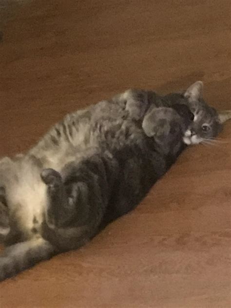 Maxwell Edison Majoring In Overeating R Beatles