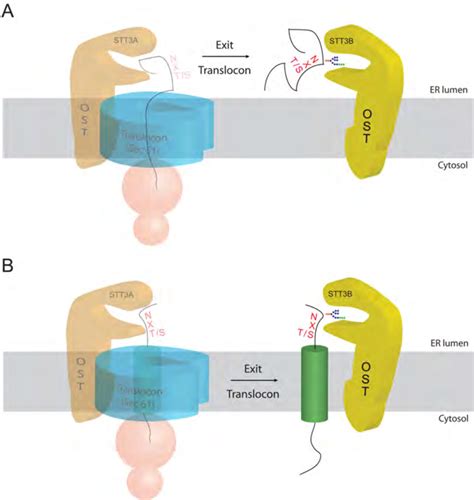 Post Translational N Glycosylation A Schematic For Posttranslational Download Scientific