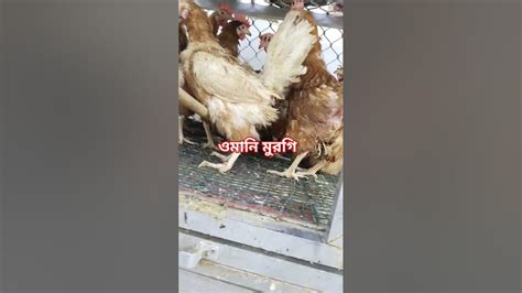 আজমান মুরগি মার্কেট 🇦🇪🇧🇩 Youtube