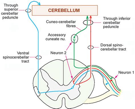 Spinocerebellar Tract