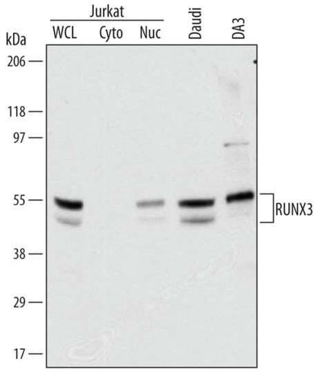Human Mouse Runx3 Cbfa3 Antibody Randd Systems™ 100ug Unlabeled