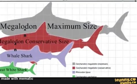 Megalodon Memes Best Collection Of Funny Megalodon Pictures On IFunny