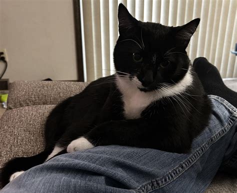 “hey Come Here Often” R Tuxedocats