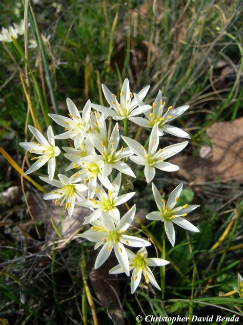 Nothoscordum Bivalve Illinois Botanizer