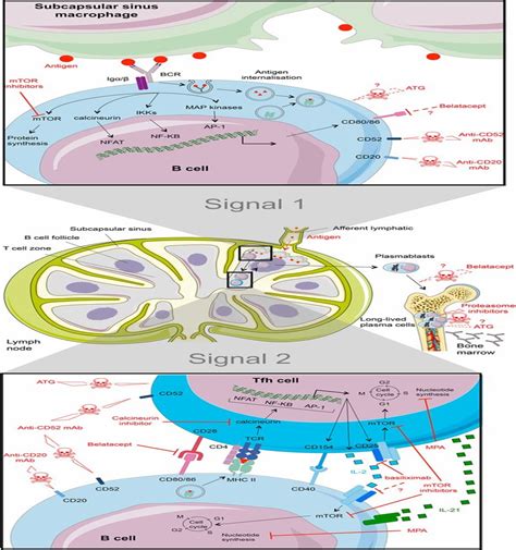 Effect Of Immunosuppressive Drugs On Humoral Allosensitizati