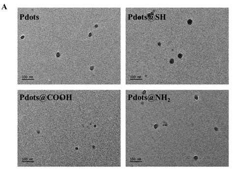 Biocompatibility And Biological Effects Of Surface Modified Conjugated