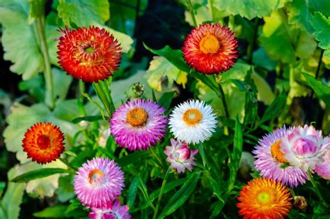 Some Strawflowers In A Garden Stock Image Image Of Colors Plants