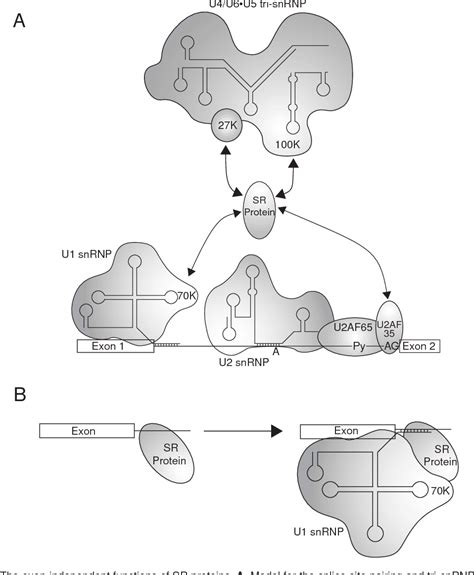 Spliceosome Assembly Pathway Semantic Scholar
