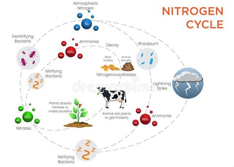 Nitrogen Cycle Diagram Visualizing Nitrogen Flow Through Fixation
