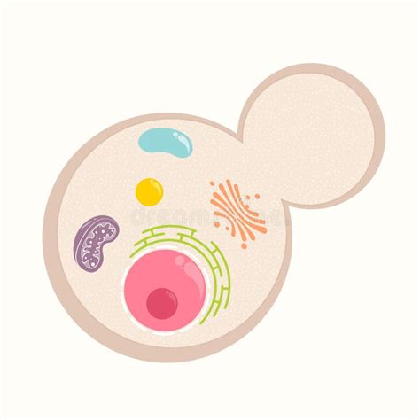 Budding Yeast Vector Illustration Graphic Template With Basic