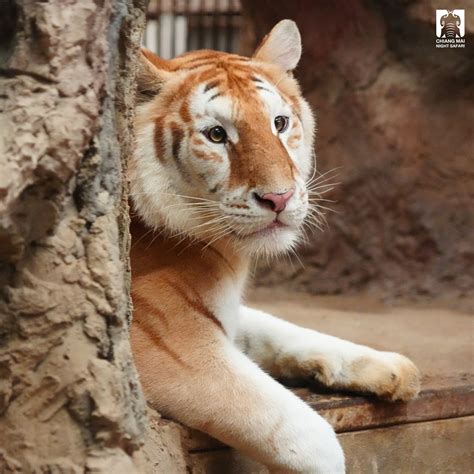 Meet Eva And Luna Rare Golden Tiger Cubs In Thailand May Be Coming For