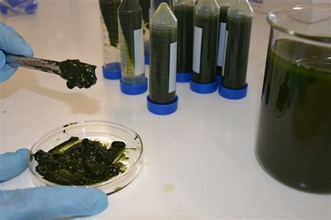 Algae Biofertilizer Rises Plant Performance Up To 10 Future Farming