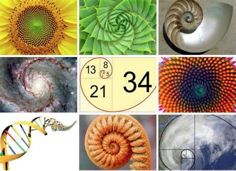 Fibonacci Part 2 ﻿﻿dezi Koster