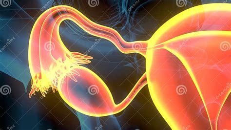 3d Illustartion Of Female Reproductive System Anatomy Stock