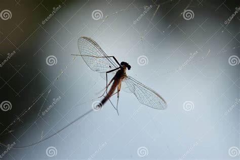 Dead Mayfly Caught In A Spider Web Stock Image Image Of Fauna Macro