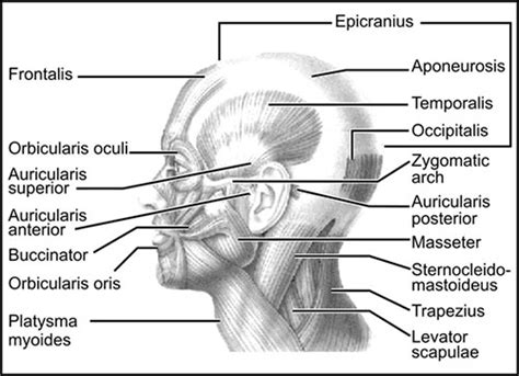 Surface Anatomy Diagram