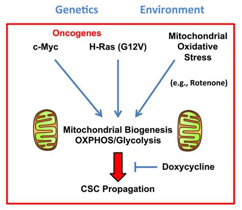 A New Mutation Independent Approach To Cancer Therapy Inhibiting Oncogenic Ras And Myc By
