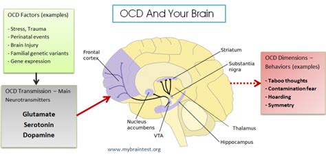 Ocd Brain Networks Stuck In Overdrive Mybraintest