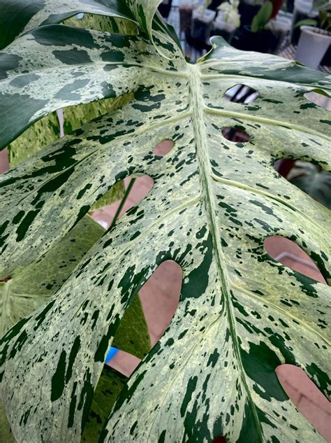 La Monstera Deliciosa Bulbasaur Passionplantsfr