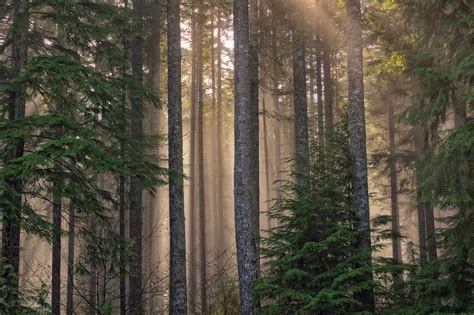 Capitol State Forest Washington State Wiki Fandom