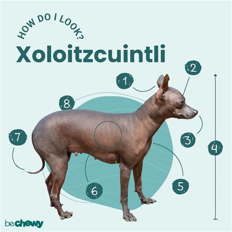 Xoloitzcuintli Breed Characteristics Care And Photos Chewy