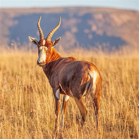 Blesbuck Common Experience Africa Hunting With Marvel Africa
