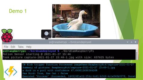 Birdwatching Using A Raspberry Pi Azure Iot Hub And Cognitive Services