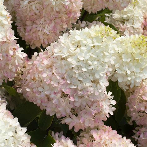 Hydrangea Paniculata ‘pan1782hydr Sweet Starlight™ Ppaf Piedmont Carolina Nursery