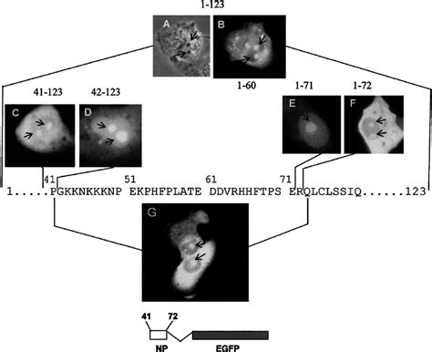 Identi Fi Cation Of A Nucleolar Localization Signal Nols Sequence
