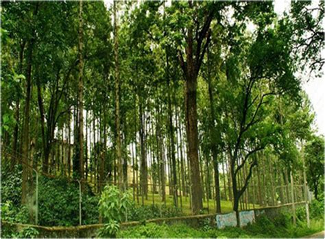 मुख्यमंत्री वृक्ष सम्पदा योजना 2023 ऑनलाइन आवेदन पात्रता व लाभ पूरी जानकारी