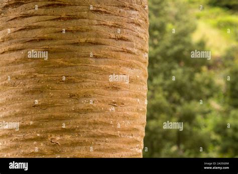 Light Brown Color Of A Tree Trunk With A Structure Leaves Of Bushes In The Blurry Background
