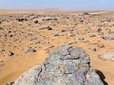 Understanding The Significance Of Cast Fossils