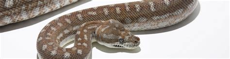 Bredls Python Morelia Bredli