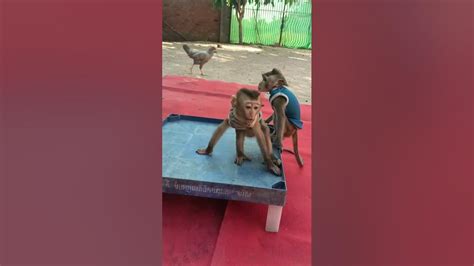 Coco And Bebe Love Milk So Much For The Dinner Time Shortscocobebe