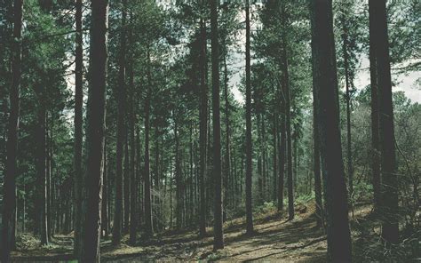 Aesthetic Forest 4k Wallpapers Wallpaper Cave